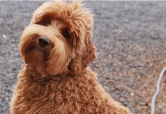Labradoodle Breed - Complete Overview