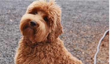 What is an Australian Labradoodle?