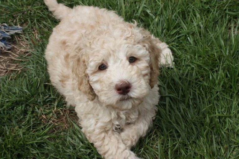 The 16 Cutest Labradoodle Pics You've Ever Seen!