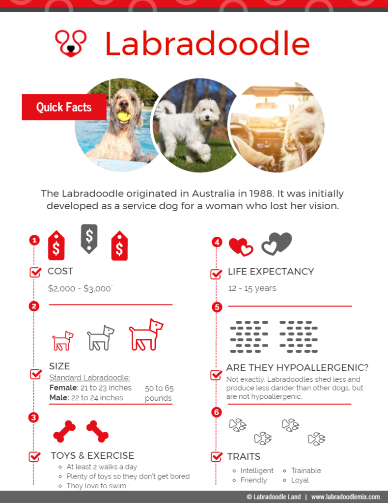 Labradoodle Breed Overview Infographic - Labradoodles & Dogs