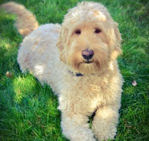 Labradoodle Colors - A Complete Guide to Every Labradoodle Shade ...