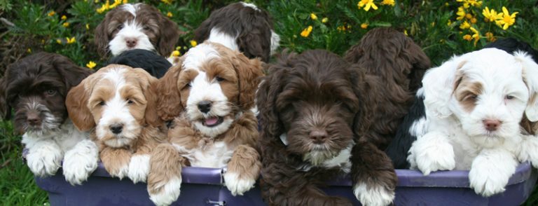 Labradoodle Colors - A Complete Guide to Every Labradoodle Shade ...