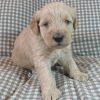 Labradoodle Colors - A Complete Guide to Every Labradoodle Shade ...