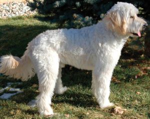 Labradoodle Coat Types - Labradoodles & Dogs
