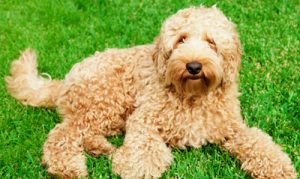 Labradoodle Coat Types - Labradoodles & Dogs