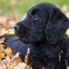 Mini Labradoodles - The Complete Guide to the Miniature Labradoodle ...