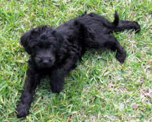 Labradoodle Images and Photos - Labradoodles & Dogs