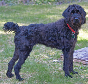Labradoodle Images and Photos - Labradoodles & Dogs