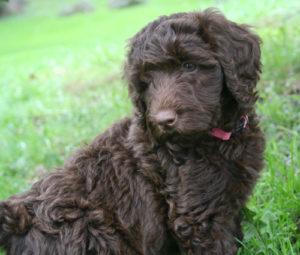 Labradoodle Images and Photos - Labradoodles & Dogs