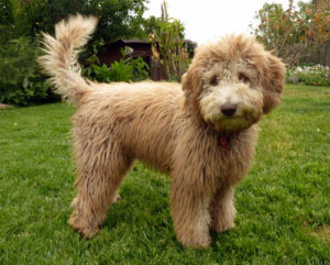 Labradoodle Images and Photos - Labradoodles & Dogs