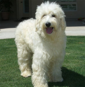 Labradoodle Images and Photos - Labradoodles & Dogs