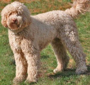 Labradoodle Images and Photos - Labradoodles & Dogs
