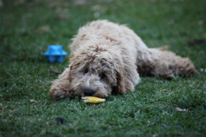 Labradoodle Images and Photos - Labradoodles & Dogs