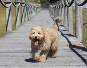 Labradoodle Images and Photos - Labradoodles & Dogs