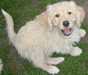 Labradoodle Images and Photos - Labradoodles & Dogs