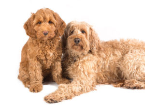 Labradoodle Images and Photos - Labradoodles & Dogs