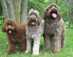 Labradoodle Images and Photos - Labradoodles & Dogs
