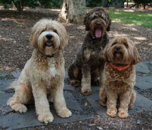 Labradoodle Images and Photos - Labradoodles & Dogs