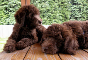 Labradoodle Images and Photos - Labradoodles & Dogs