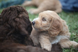 Labradoodle Images and Photos - Labradoodles & Dogs