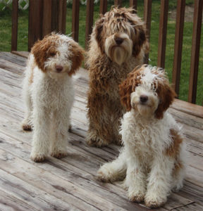 Labradoodle Images and Photos - Labradoodles & Dogs
