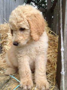 Labradoodle Images and Photos - Labradoodles & Dogs
