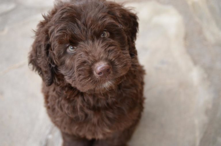 Chocolate Labradoodle - Labradoodles & Dogs