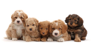 How Big do Labradoodles Get? Ultimate Labradoodle Size Guide ...