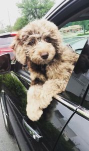 A Complete Guide to Merle Labradoodle - Labradoodles & Dogs