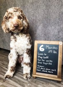 How to Train a Labradoodle – Labradoodle Training Guide - Labradoodles ...