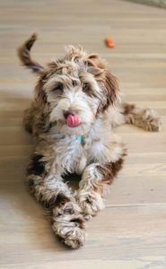 A Complete Guide to Merle Labradoodle - Labradoodles & Dogs