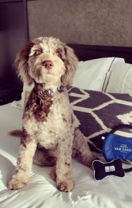 A Complete Guide to Merle Labradoodle - Labradoodles & Dogs