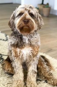 A Complete Guide to Merle Labradoodle - Labradoodles & Dogs