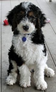 A Complete Guide to Merle Labradoodle - Labradoodles & Dogs