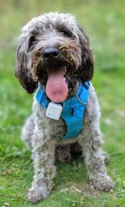 How to Train a Labradoodle – Labradoodle Training Guide - Labradoodles ...