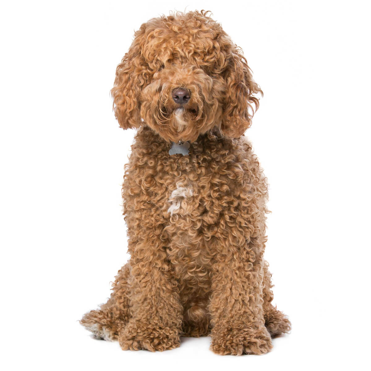 The Ultimate Labradoodle Haircut Guide - Labradoodles & Dogs