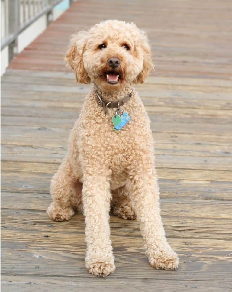 The Ultimate Labradoodle Haircut Guide - Labradoodles & Dogs