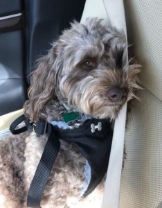 5 Common Labradoodle Health Issues - Labradoodles & Dogs