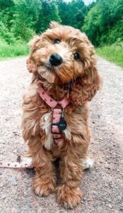 Labradoodle vs Cockapoo - Which Hybrid Is Better? - Labradoodles & Dogs