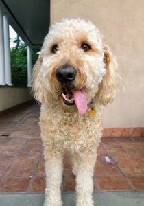 Complete Guide on Goldendoodle Size and Weight - Labradoodles & Dogs