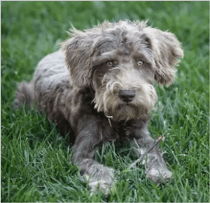 Schnoodle Facts - The Ultimate Schnoodle Guide - Labradoodles & Dogs
