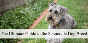 Schnoodle Facts - The Ultimate Schnoodle Guide - Labradoodles & Dogs