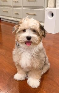 Havapoo Facts – The Ultimate Havapoo Guide - Labradoodles & Dogs
