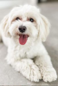 Havapoo Facts – The Ultimate Havapoo Guide - Labradoodles & Dogs