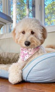 Havapoo Facts – The Ultimate Havapoo Guide - Labradoodles & Dogs