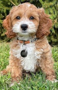 Havapoo Facts – The Ultimate Havapoo Guide - Labradoodles & Dogs