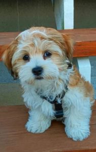 Havapoo Facts – The Ultimate Havapoo Guide - Labradoodles & Dogs