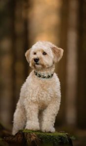 Havapoo Facts – The Ultimate Havapoo Guide - Labradoodles & Dogs