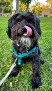Havapoo Facts – The Ultimate Havapoo Guide - Labradoodles & Dogs