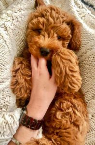 Havapoo Facts – The Ultimate Havapoo Guide - Labradoodles & Dogs